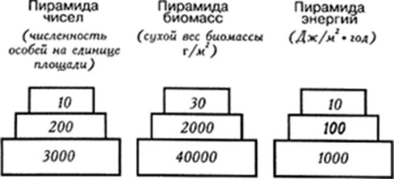 Экологическая пирамида — виды, характеристика и эффективность - Kupuk.net