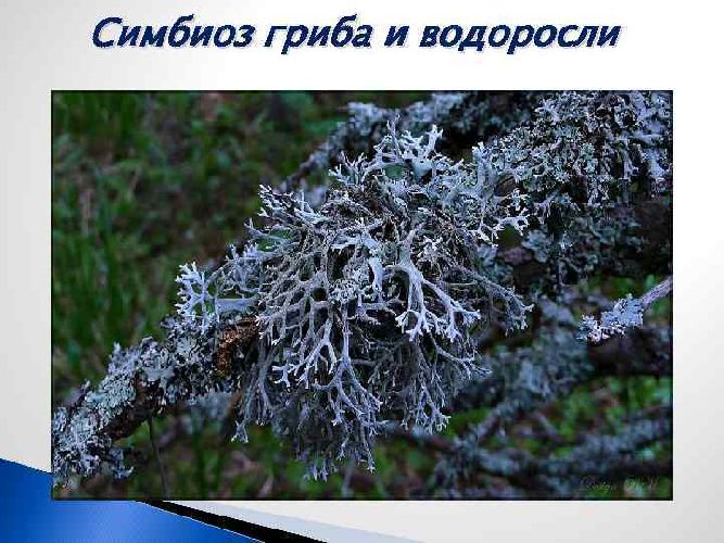 Примеры симбиоза в живой природе – что такое, определение симбиоза в ...